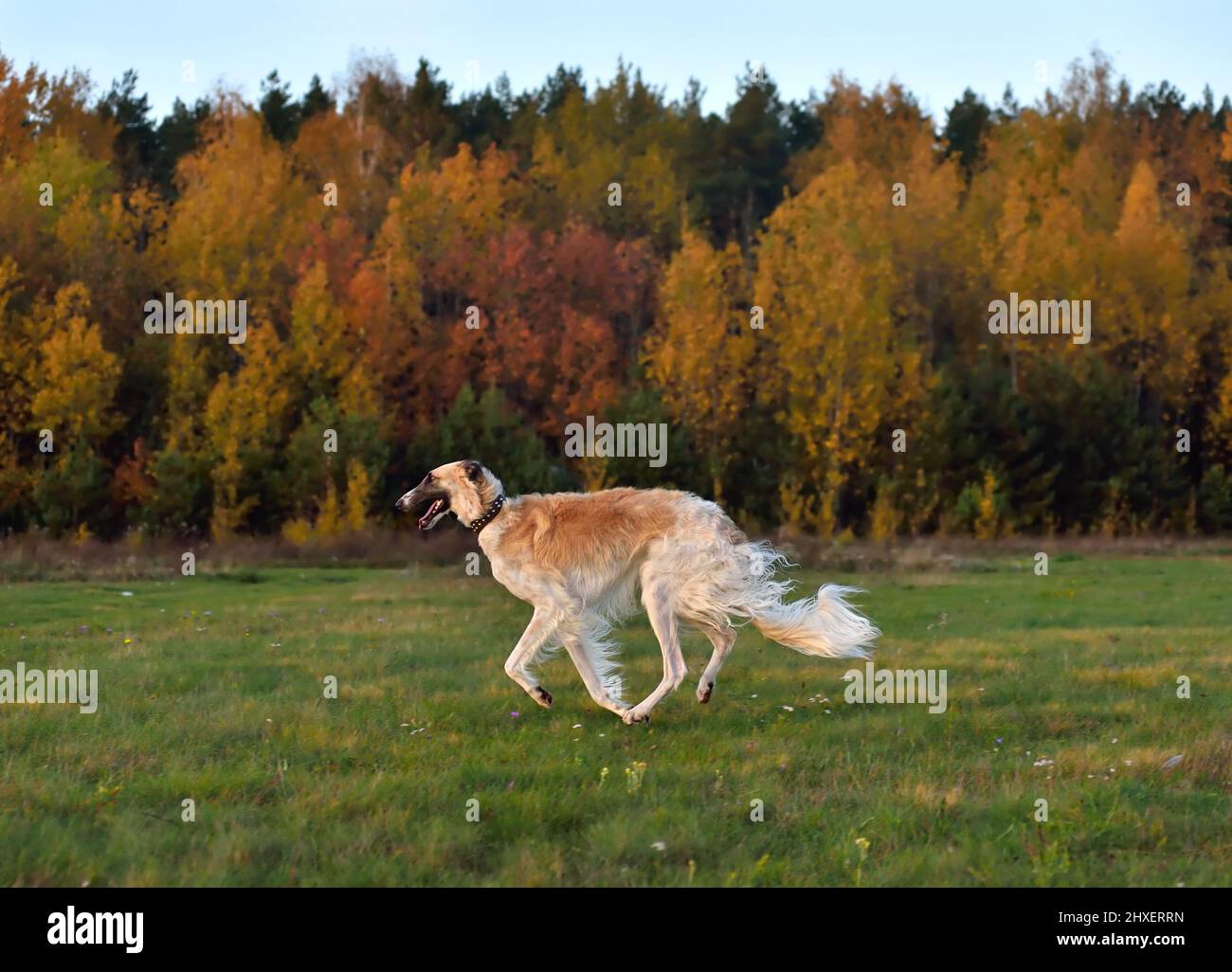 Russian borzoi dog running across the autumn field during on a coursing ...