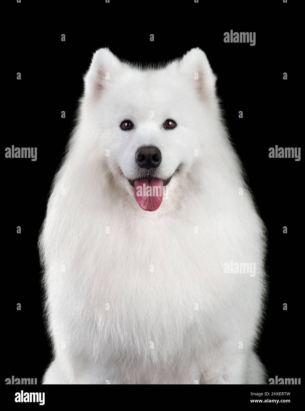 Portrait of Samoyed dog looking in camera isolated on black background ...