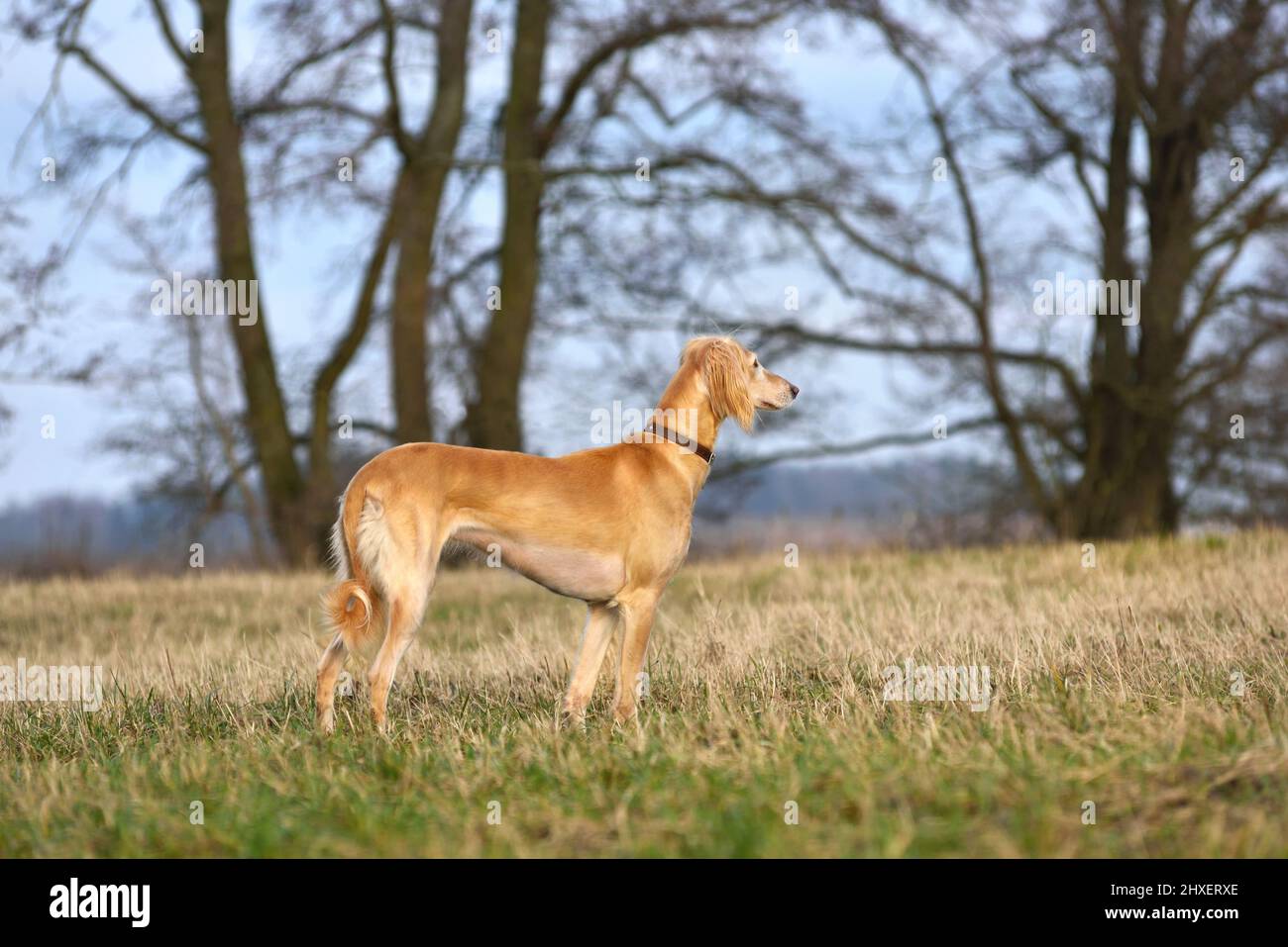 Beautiful borzoi dog Saluki or Kazakh greyhounds Tazy standing on a ...