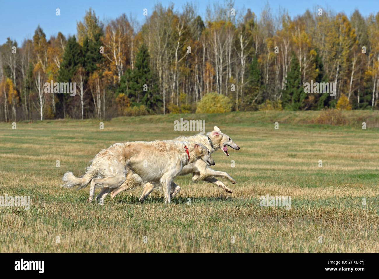 Russian wolfhound wolfhounds hi-res stock photography and images - Alamy