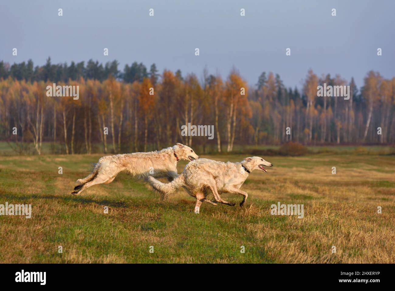Russian wolfhound wolfhounds hi-res stock photography and images - Alamy