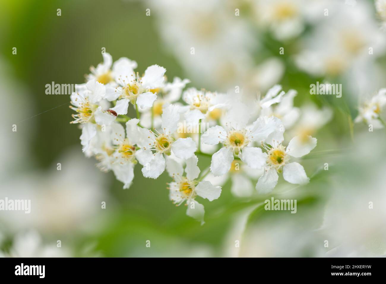 Bird cherry aka hackberry (Prunus padus) tree in full bloom. White ...