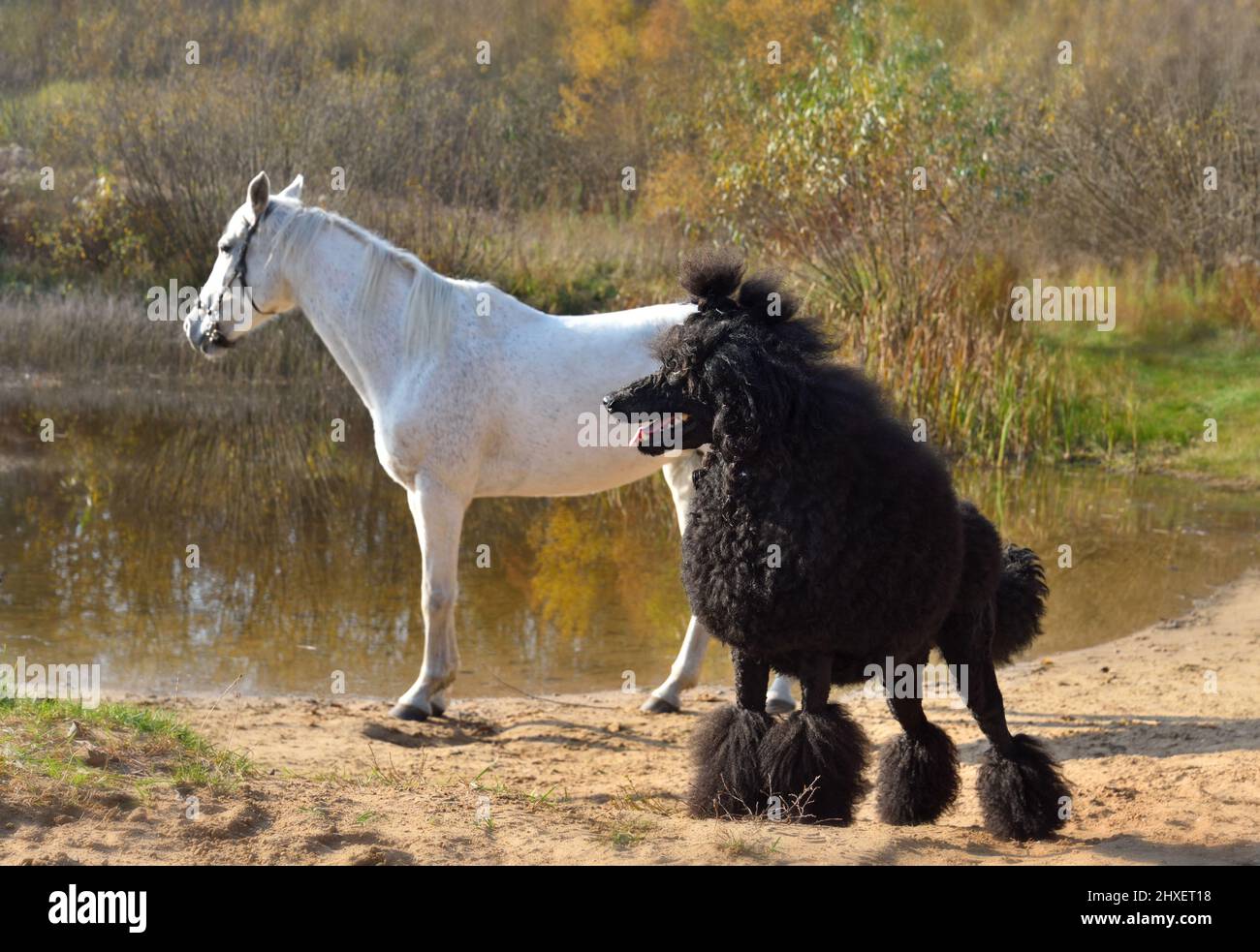 Royal black poodle standing with white horse on a river bank Stock ...