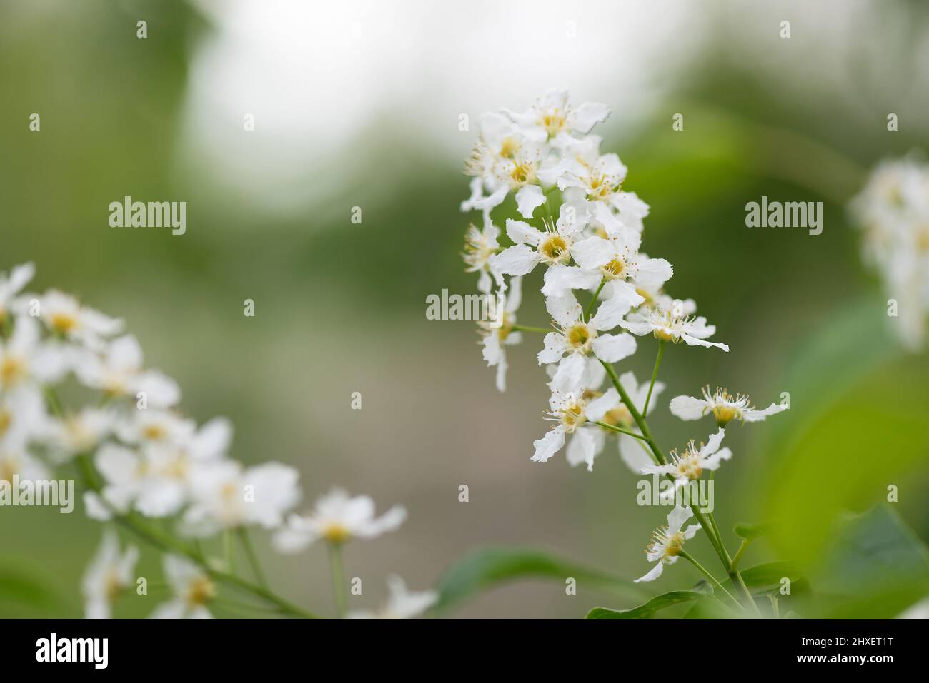 Blooming hackberry tree hi-res stock photography and images - Alamy