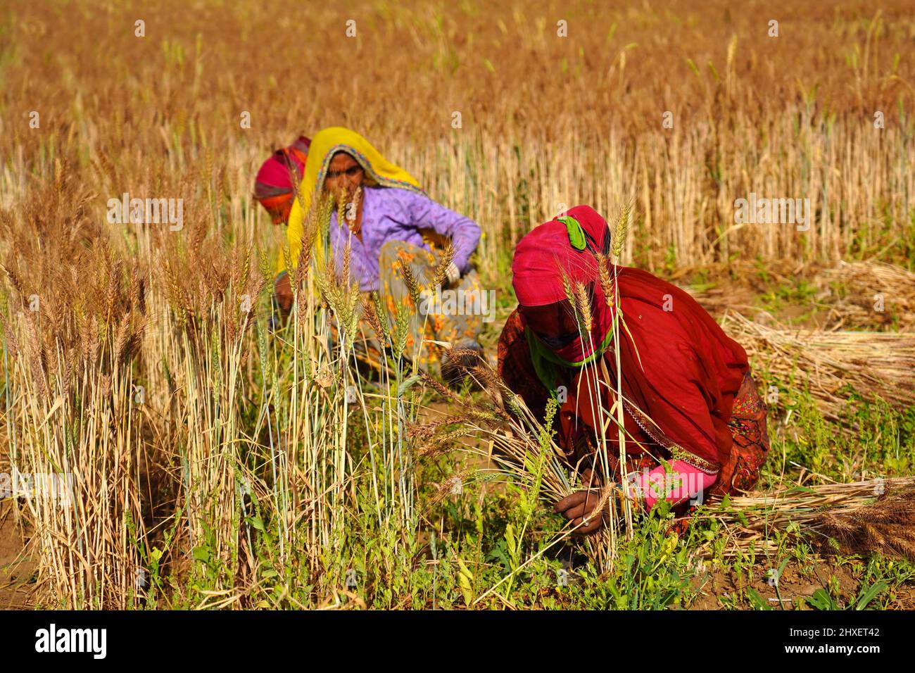 Indian Farmer Harvest Wheat Crop on The Outskirts Of Ajmer, Rajasthan, India on 12 March 2022 ...