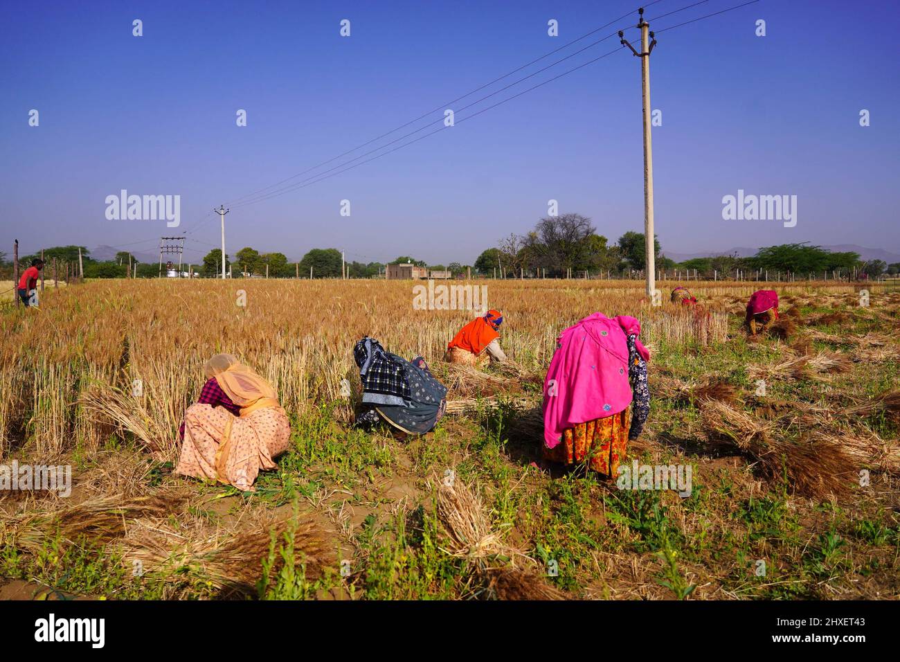 Indian Farmer Harvest Wheat Crop on The Outskirts Of Ajmer, Rajasthan ...