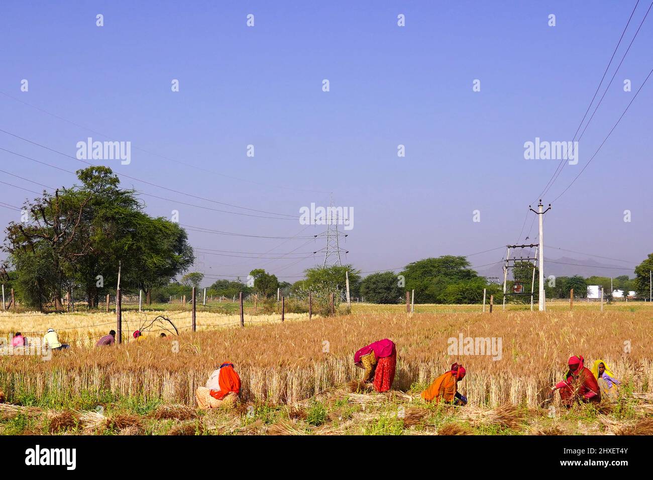 Indian Farmer Harvest Wheat Crop on The Outskirts Of Ajmer, Rajasthan ...
