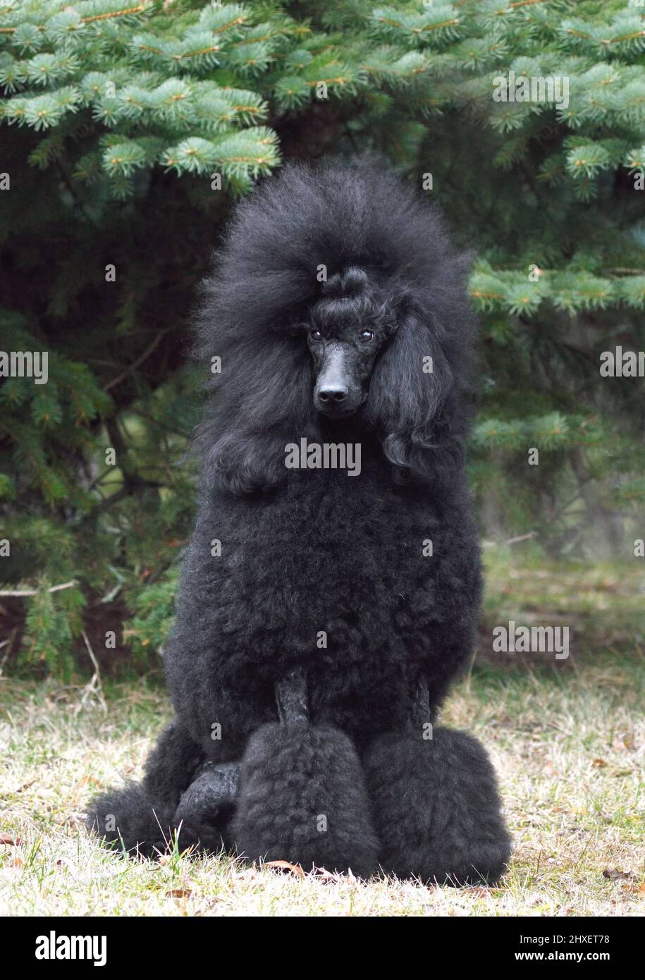 Poodle Haircuts Lion