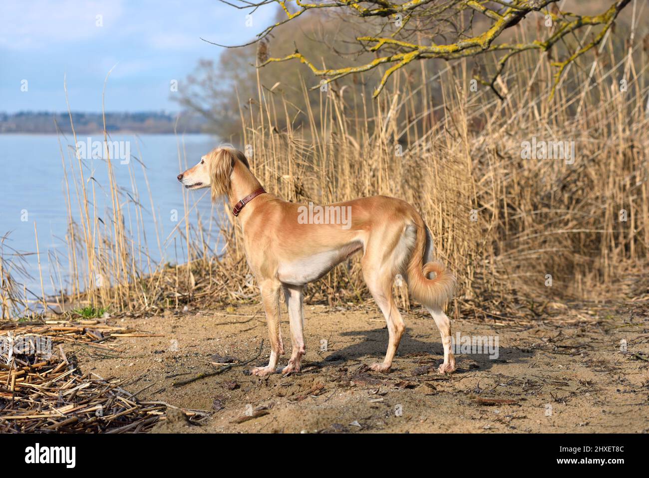 Tazi dog hi-res stock photography and images - Alamy