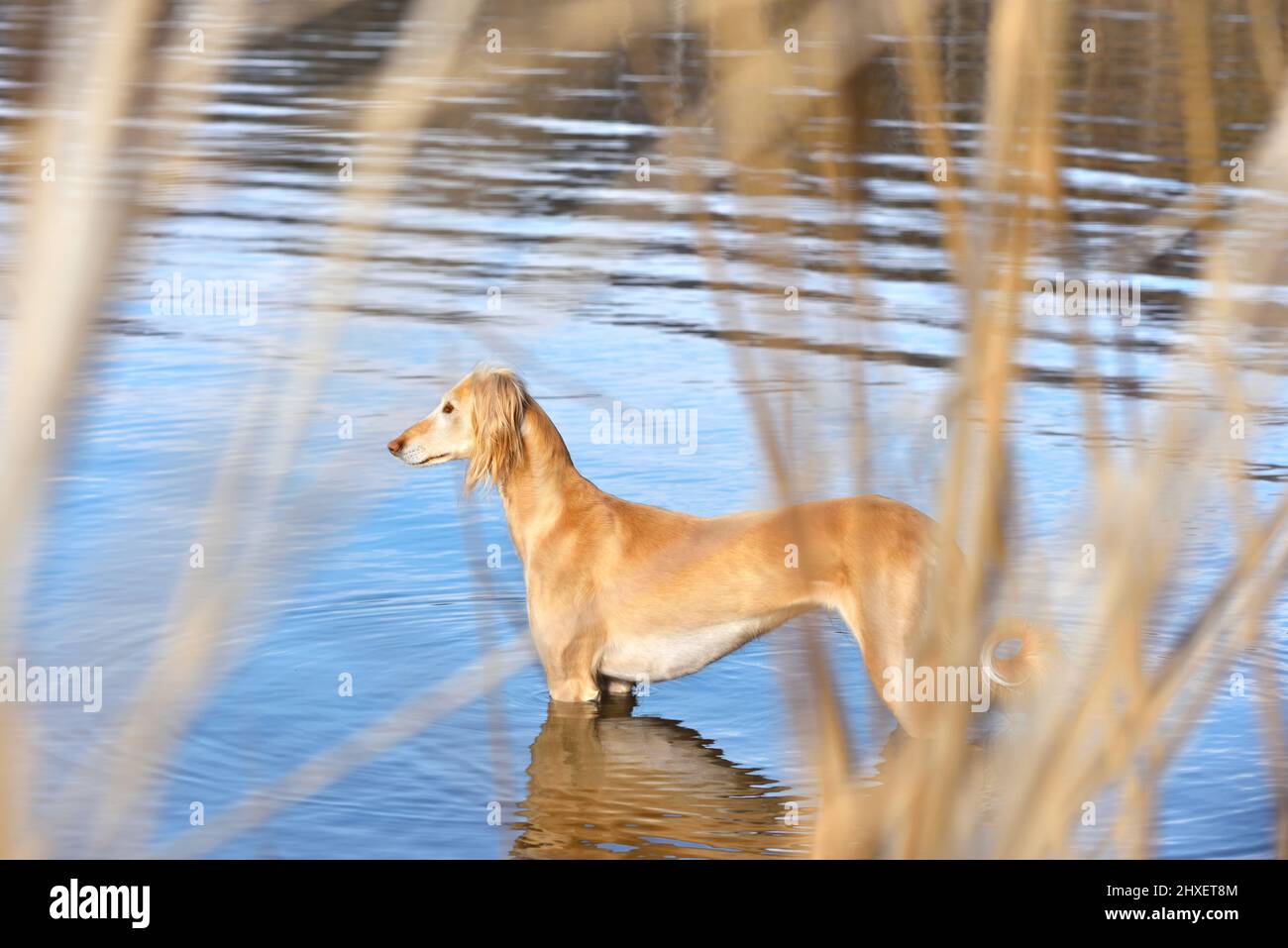 Beautiful borzoi dog Saluki or Kazakh greyhounds Tazy standing in water ...