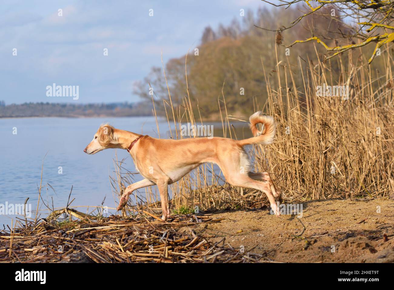 Tazi dog High Resolution Stock Photography and Images - Alamy