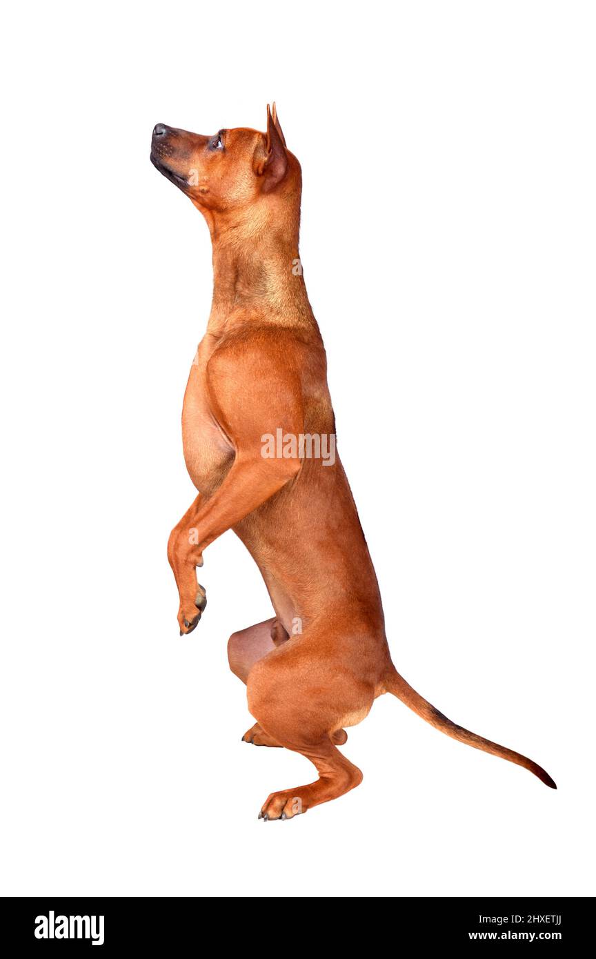 Thai Ridgeback dog standing up on his rear legs, looks up and doing ...