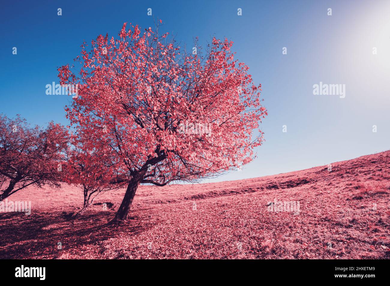 Majestic alone birch tree on a hill slope with sunny beams at mountain ...