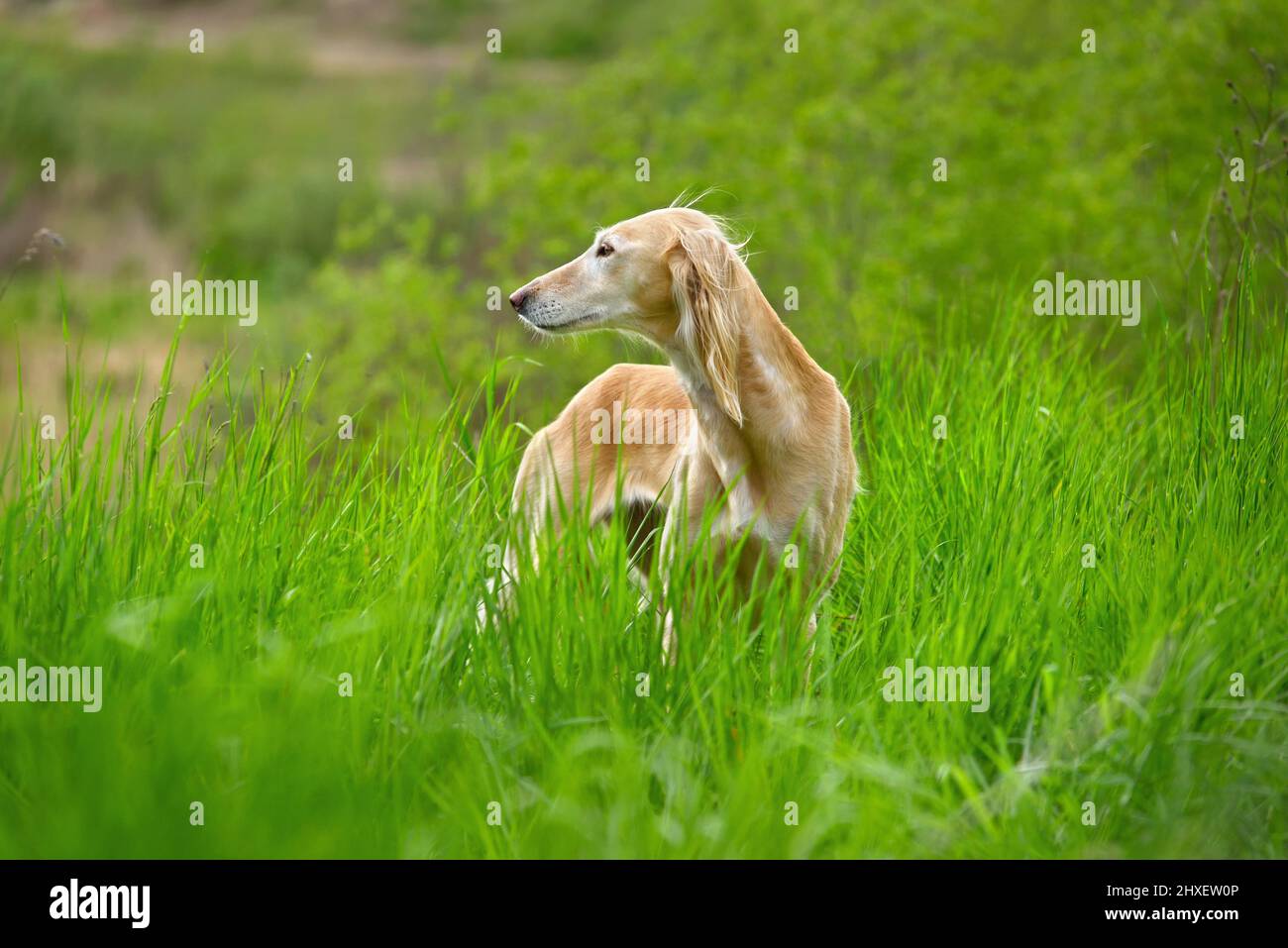 Beautiful borzoi dog Saluki or Kazakh greyhounds Tazy standing in a ...