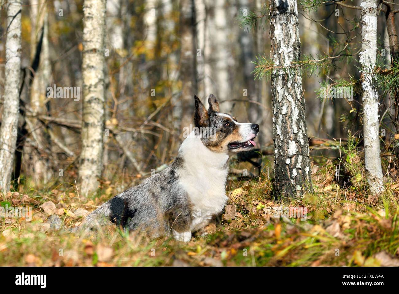 Brindle welsh corgi hi-res stock photography and images - Alamy