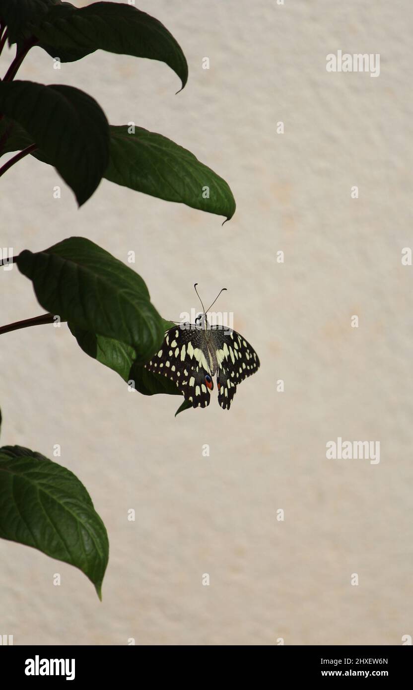 A minimalistic yellow butterfly shot Stock Photo - Alamy