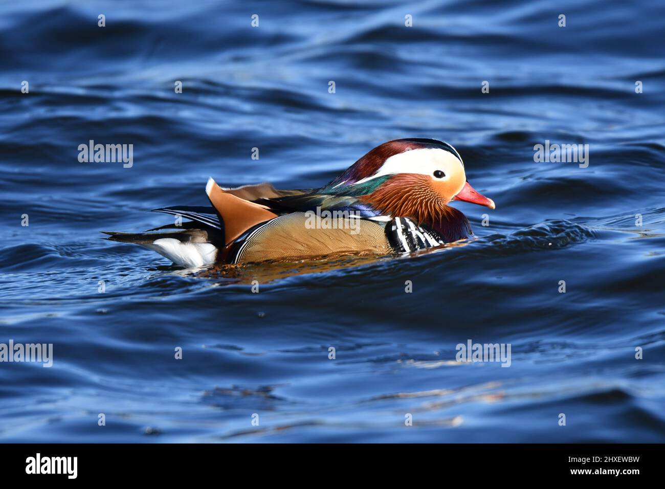 Mandarin ducks swimming on water hi-res stock photography and images ...