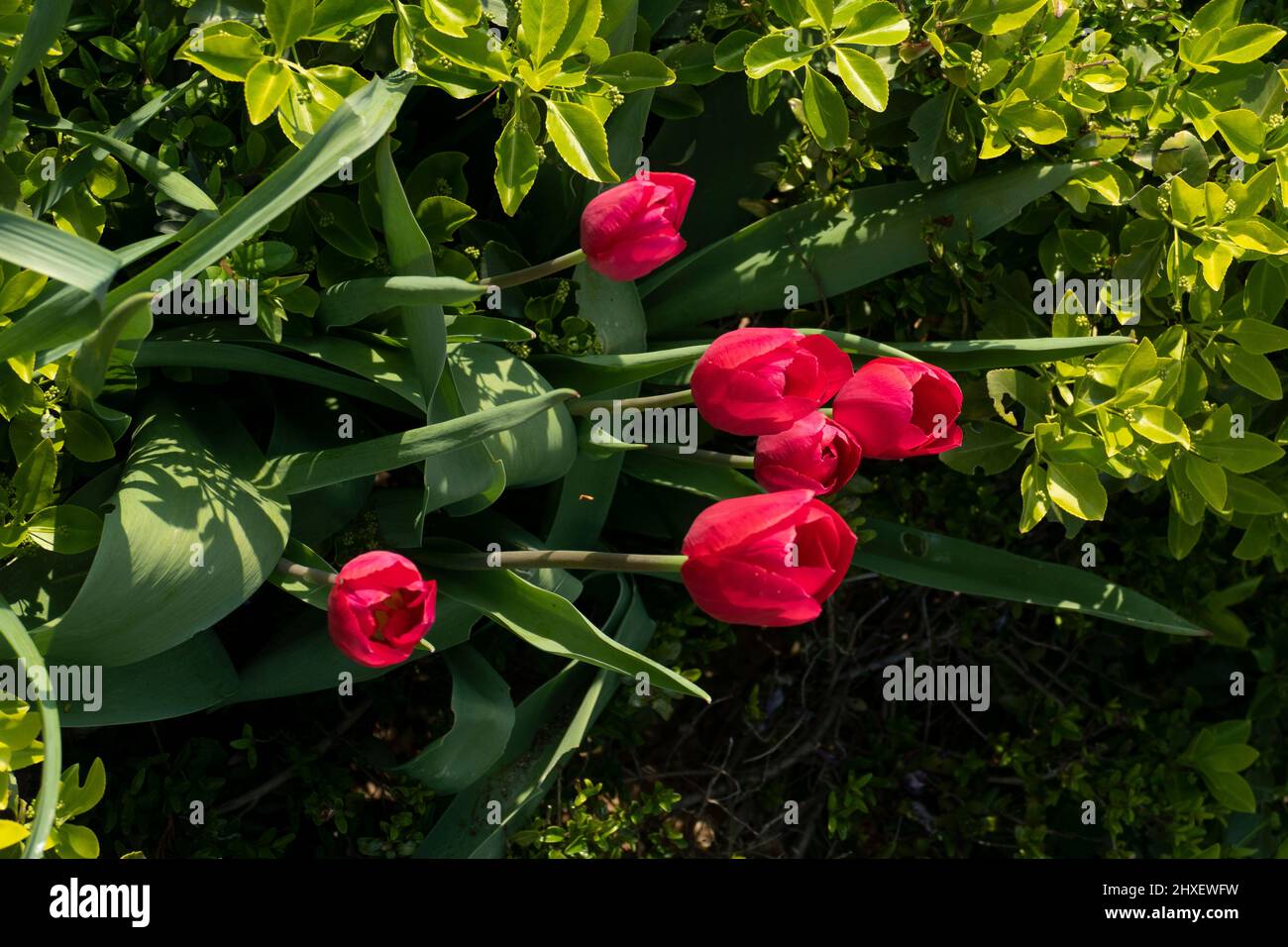Feld rote tulpen hi-res stock photography and images - Alamy