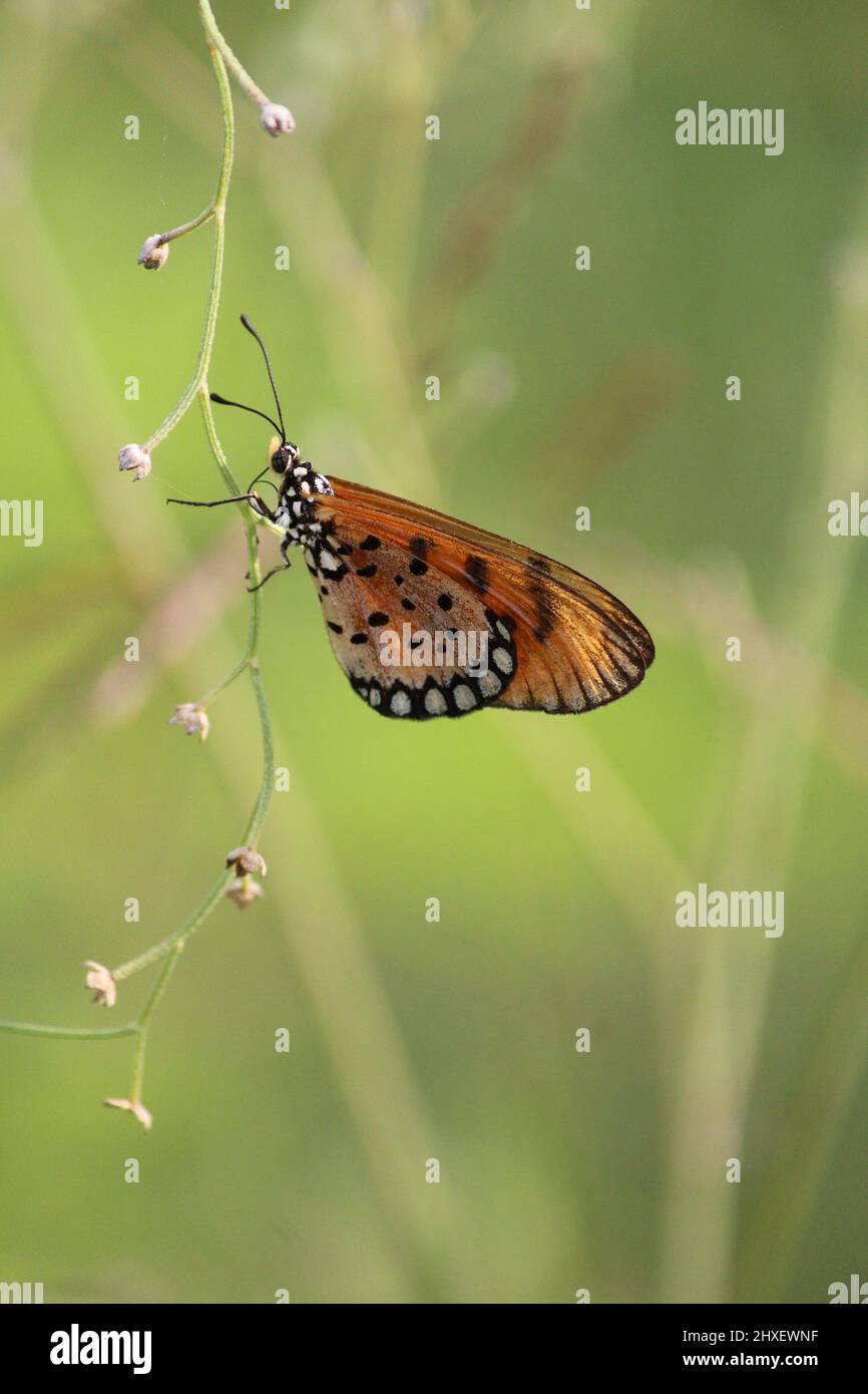 Side view butterfly hi-res stock photography and images - Alamy