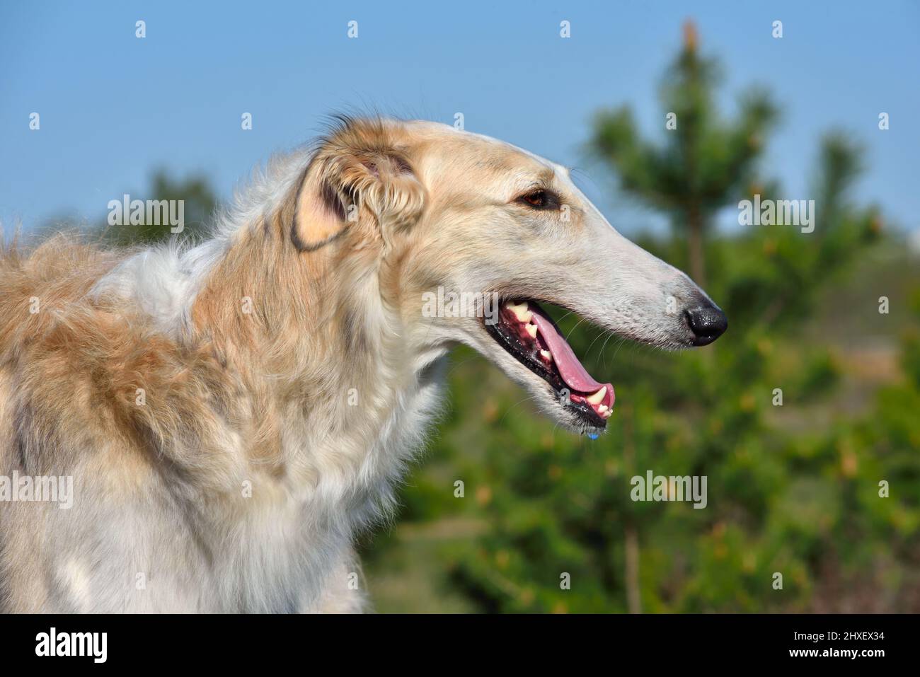 Portrait of russian borzoi dog on a rural background Stock Photo - Alamy