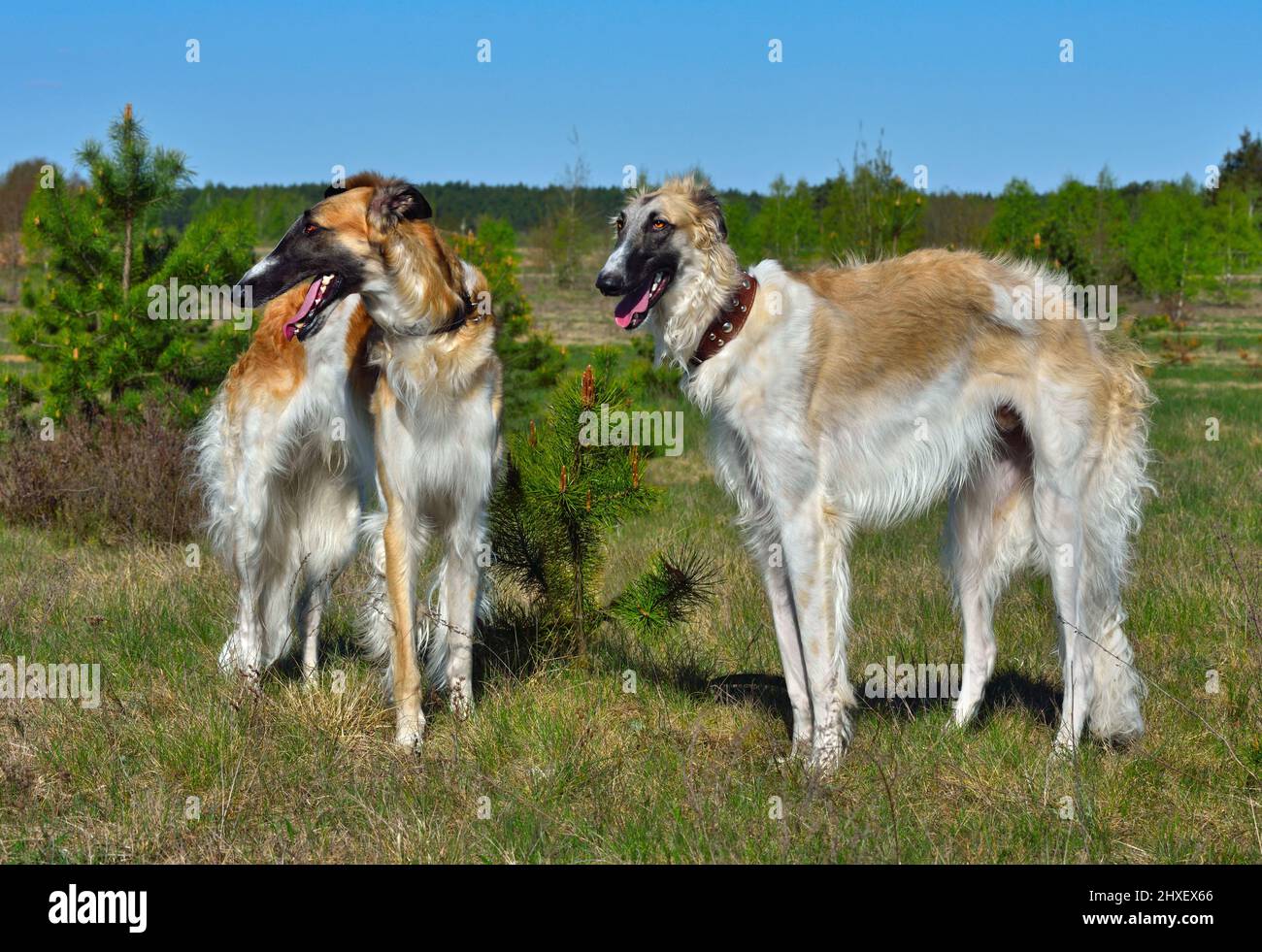 Russian wolfhound dogs on a rural background Stock Photo - Alamy
