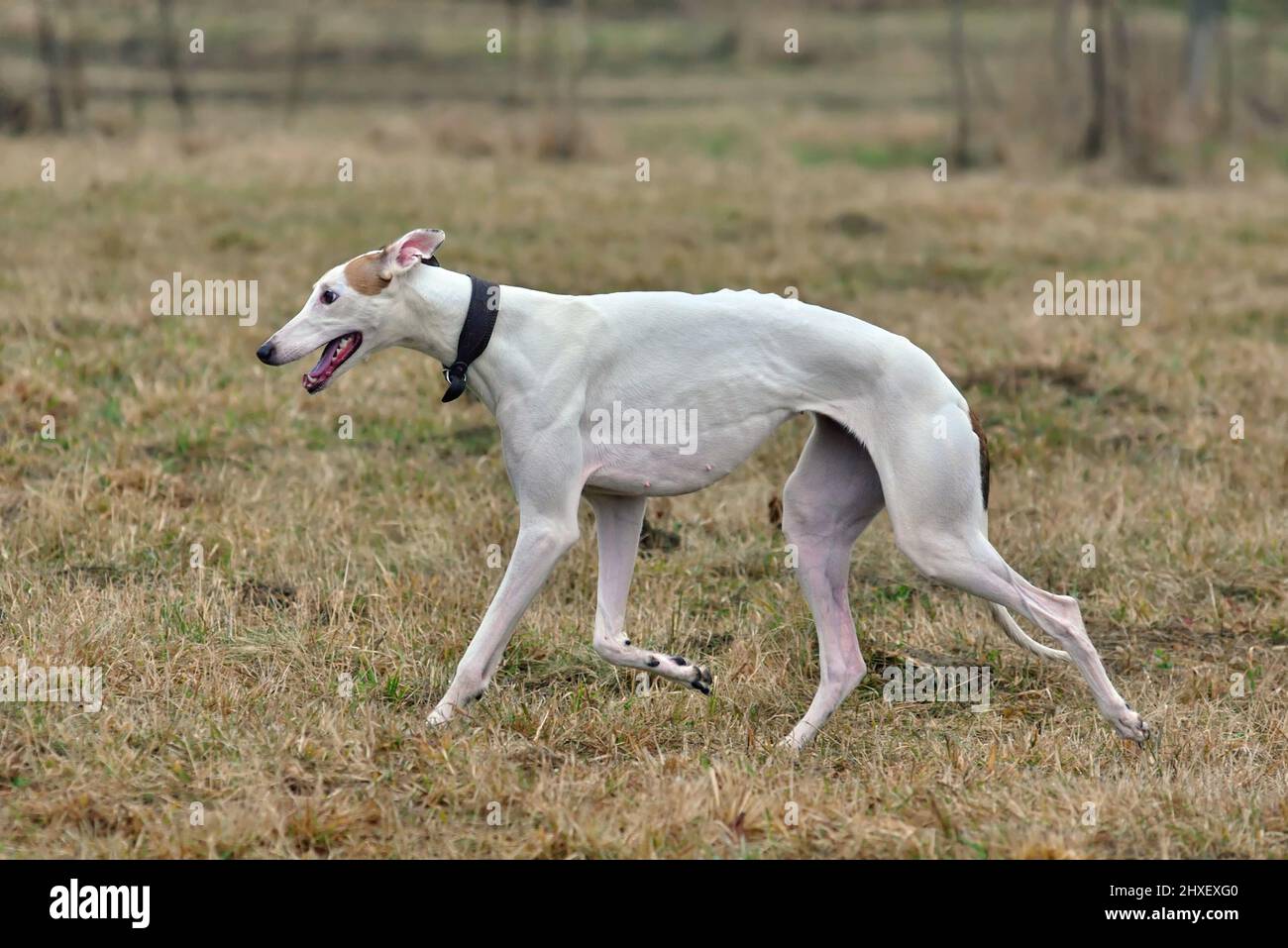 Running white Greyhound dog on a rural background Stock Photo - Alamy