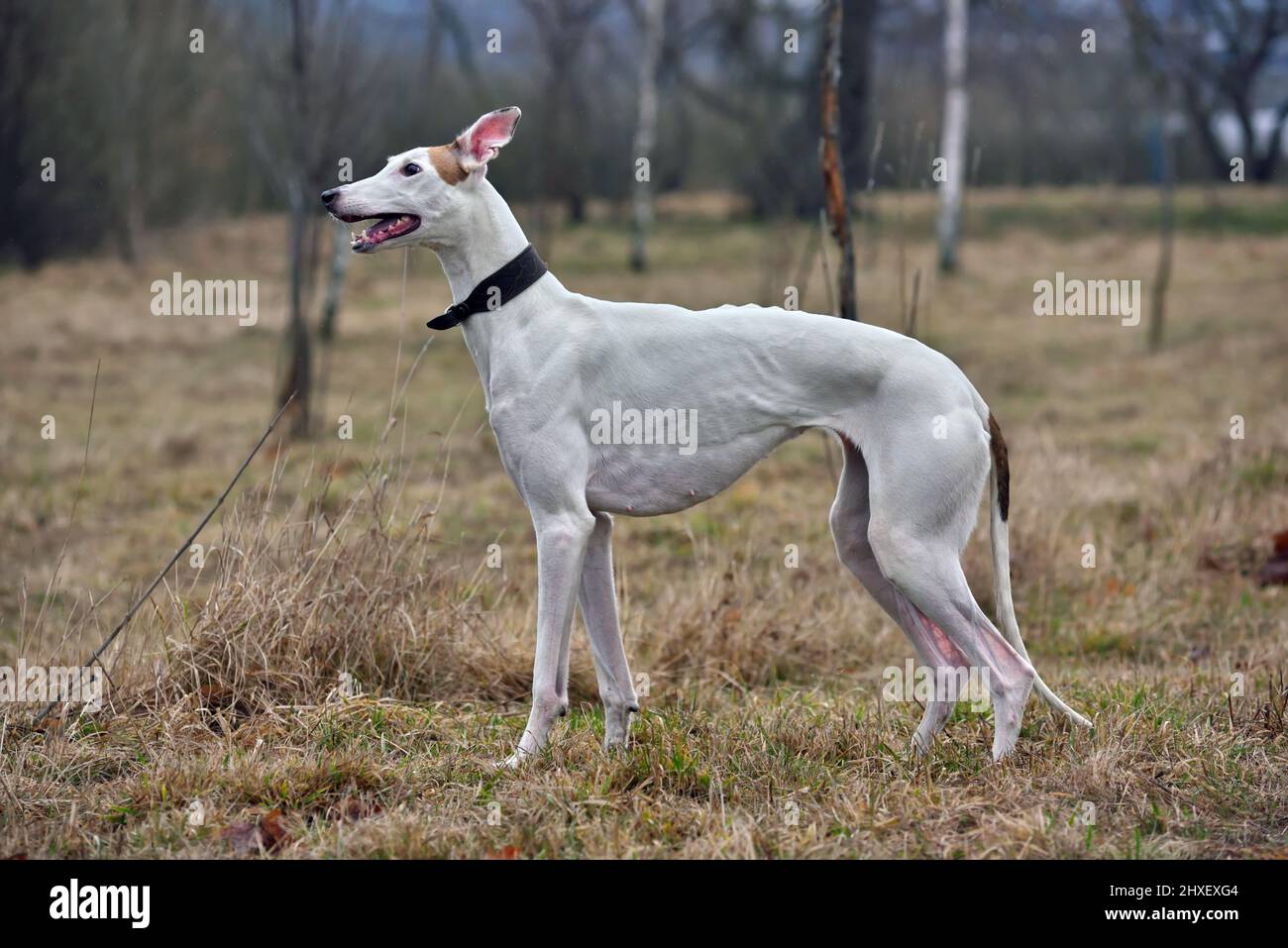 Running racing greyhound dog on hi-res stock photography and images - Alamy