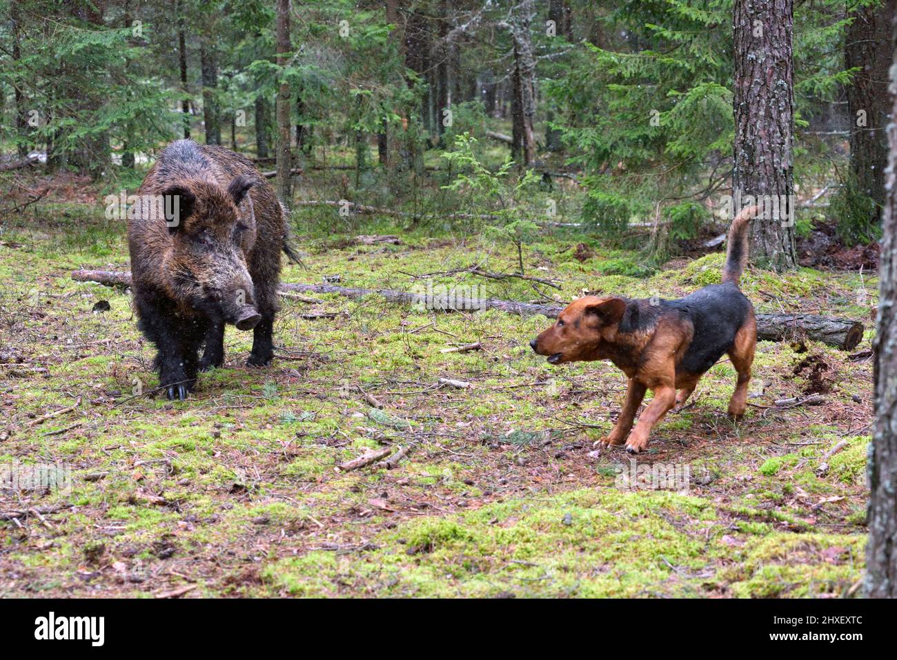 Belarusian Gonchak hound, a National dog breed of Belarus, hunting on ...