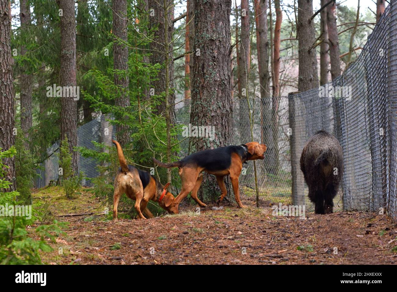 Two hounds attack a wild boar in a green forest Stock Photo - Alamy