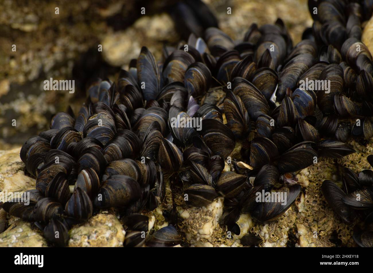 A cluster of mussels attached to a rock exposed at low tide Stock Photo ...
