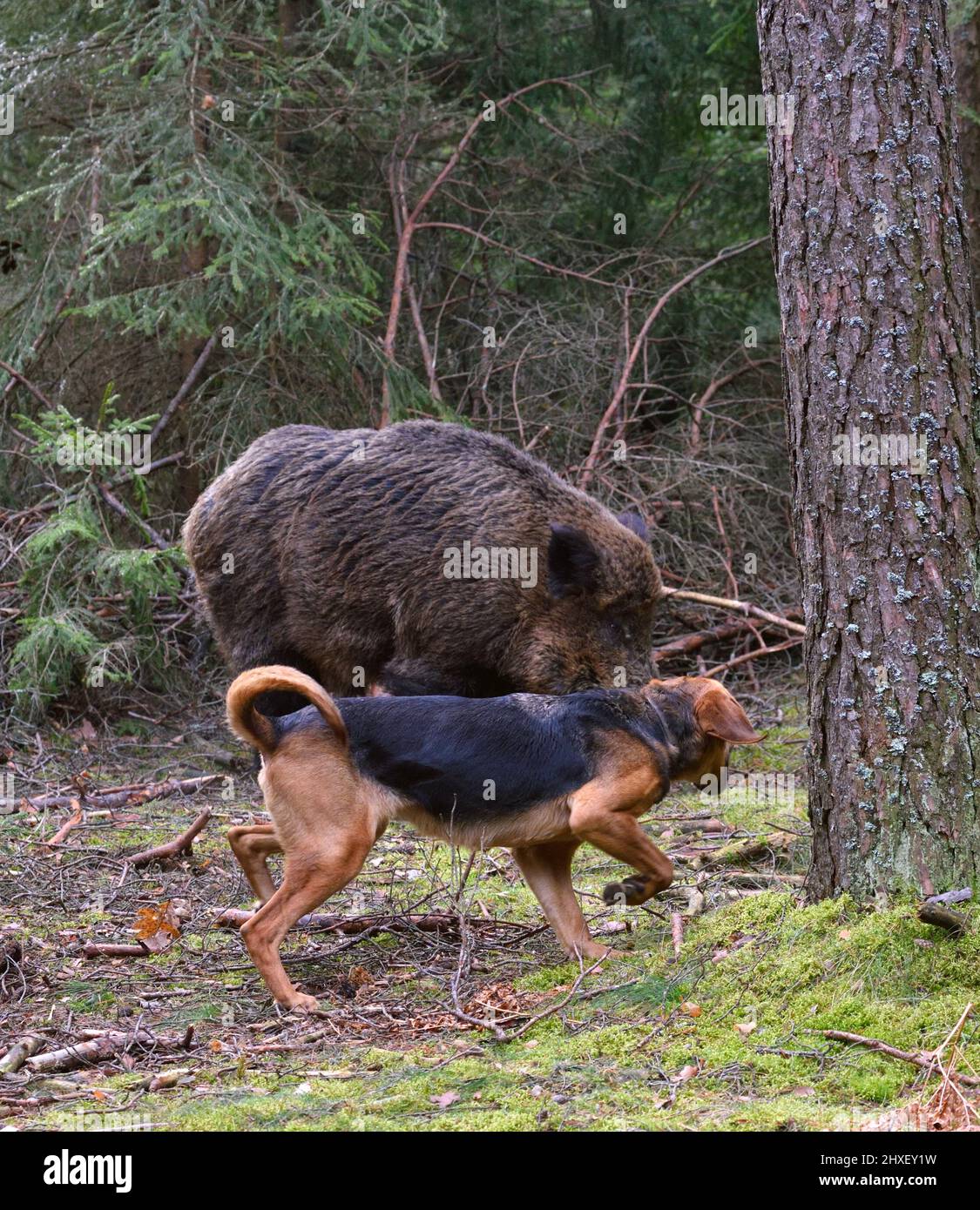 Belarusian Gonchak hound, a National dog breed of Belarus, hunting on ...