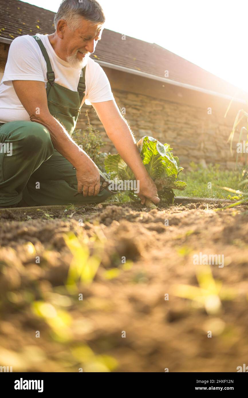 Senior gardener gardening in his permaculture garden - harvesting ...