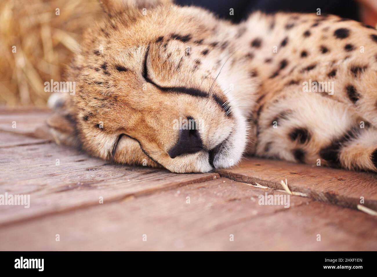 Cheetah Cubs Sleeping