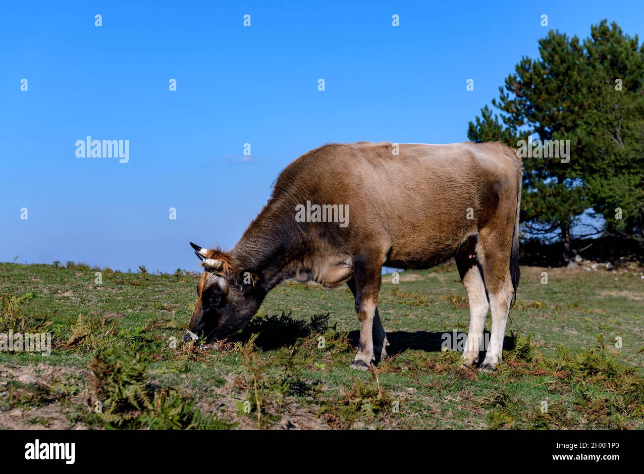 Cow on a mountain meadow with blue sky. Indigenous Balkan cattle, Busha ...