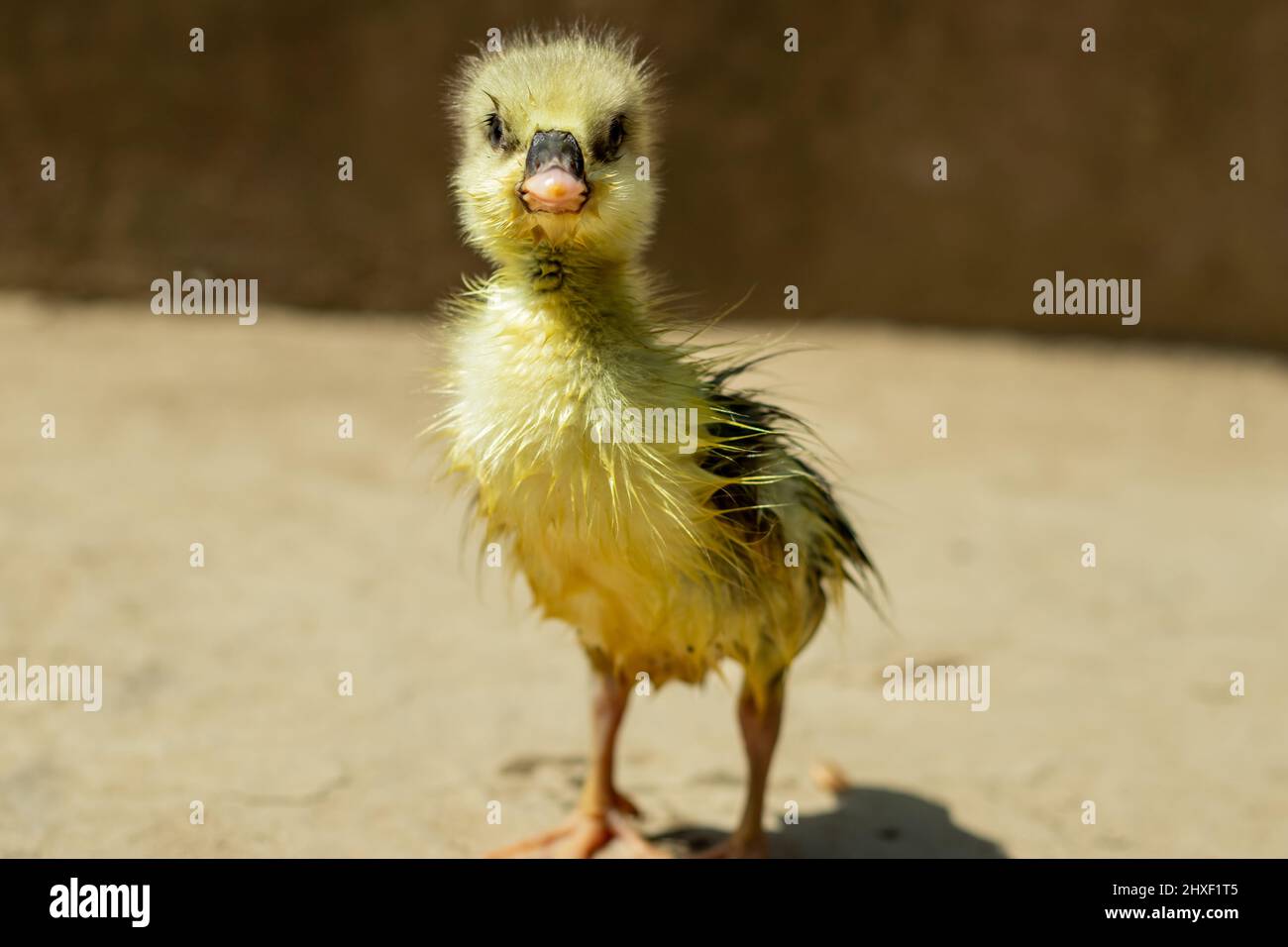 A baby duck is standing in the sun taking a bath. The swan or king hash ...