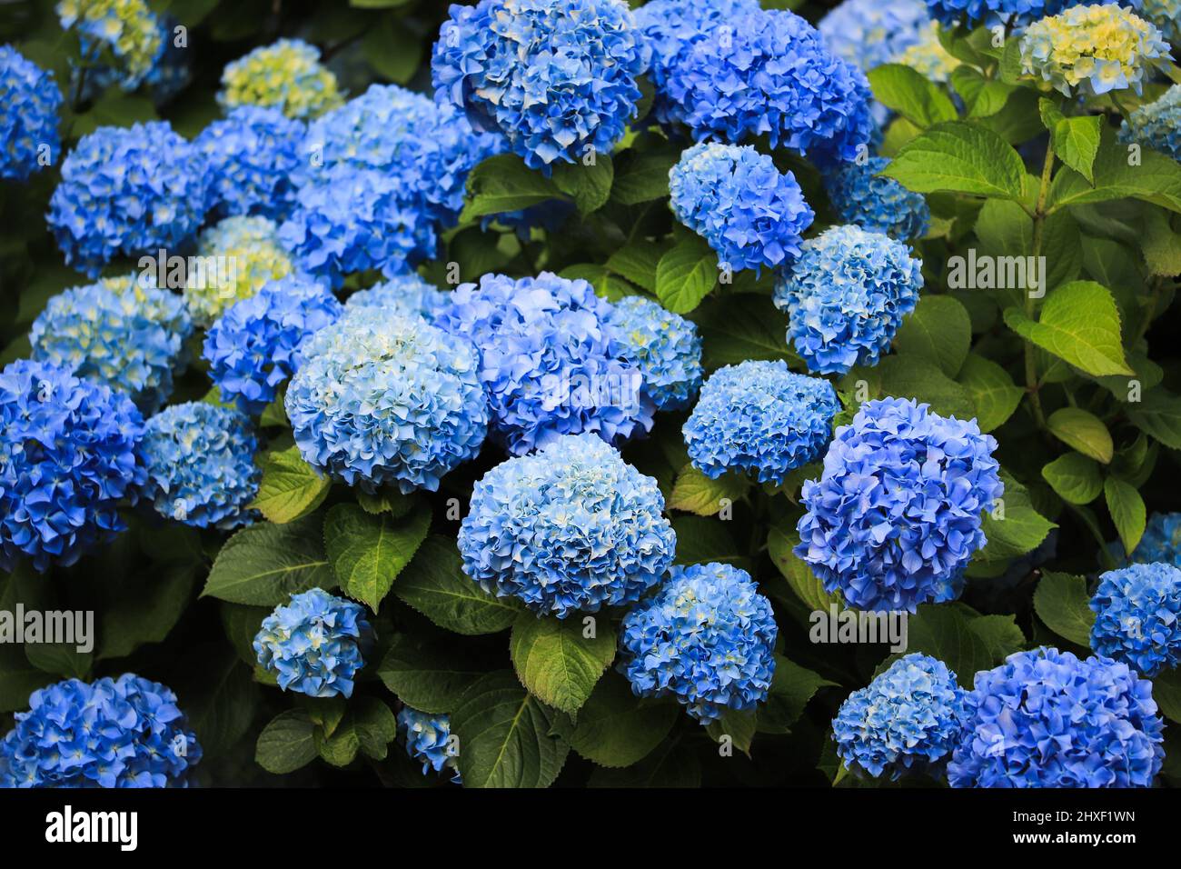Blue hydrangea flower in the garden close-up Stock Photo - Alamy