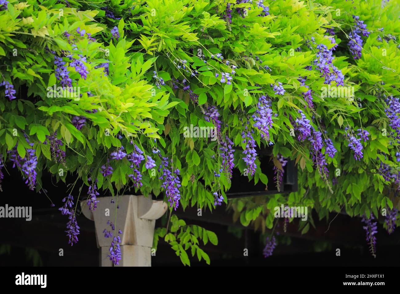 Wisteria plant hi-res stock photography and images - Alamy
