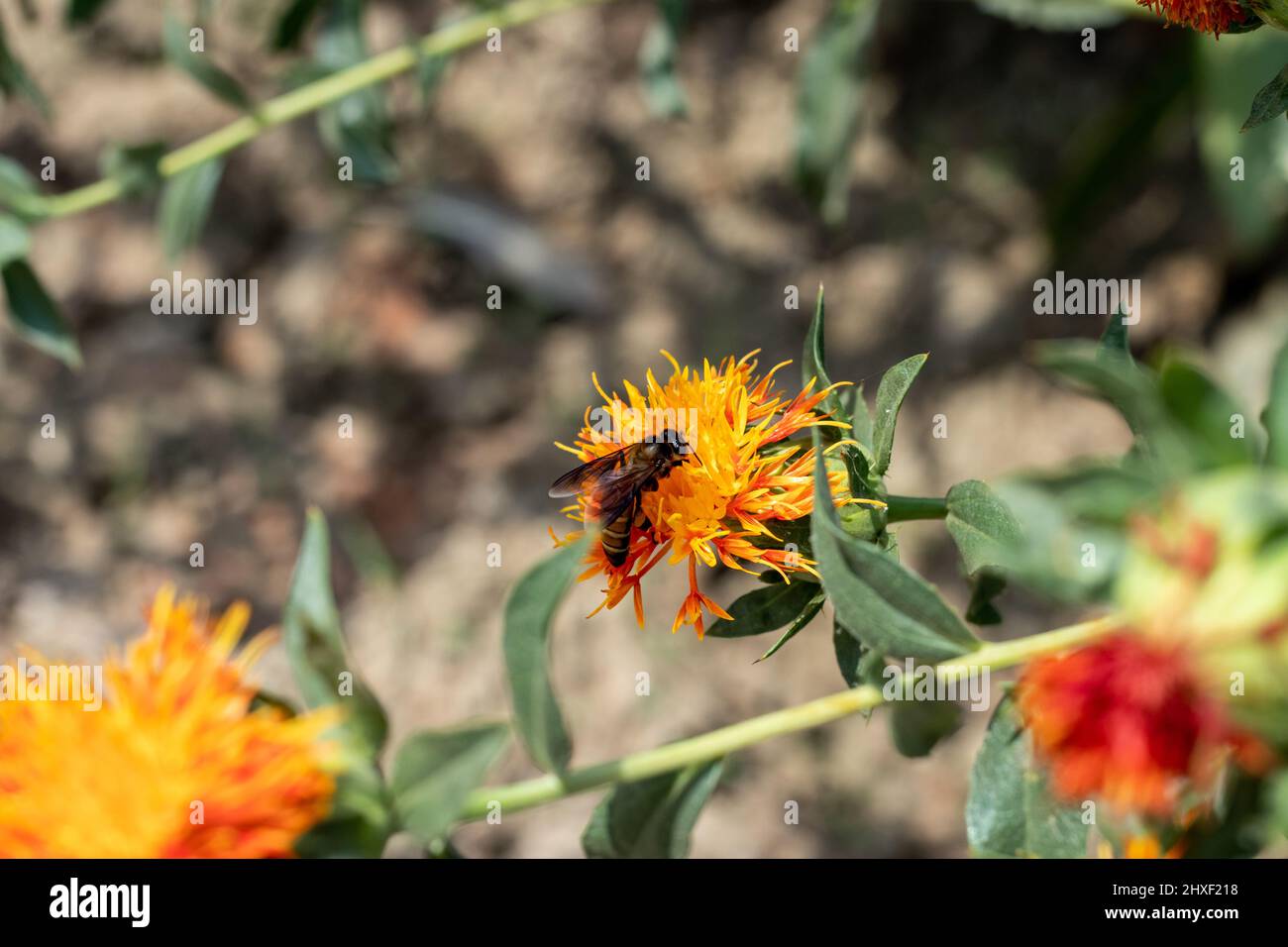 A bee sitting on an orange saffron flower is collecting honey ...