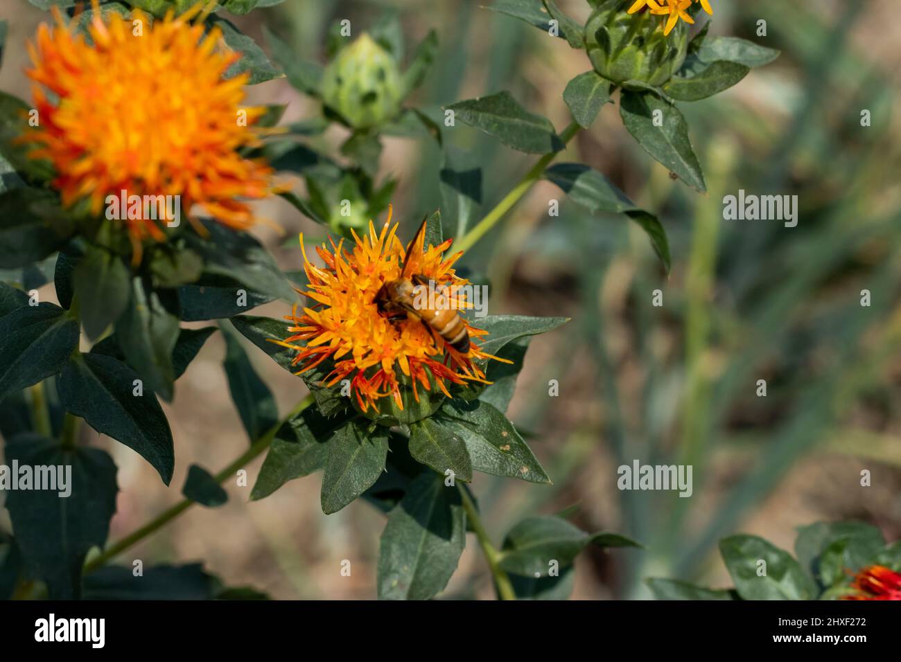 An Anthophila or bee sitting on an orange saffron flower is collecting ...