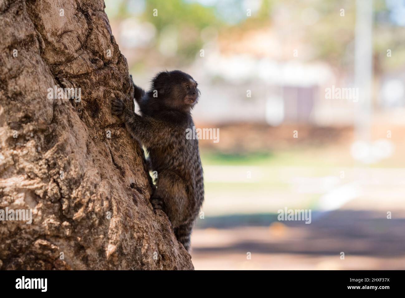 Callithrix - Very Common marmoset species in Brazil named "Sagui ...