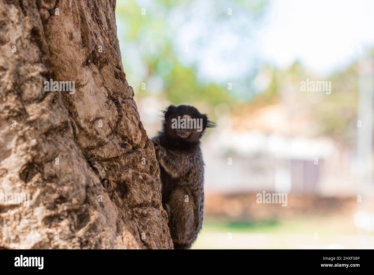 Callithrix - Very Common marmoset species in Brazil named "Sagui ...