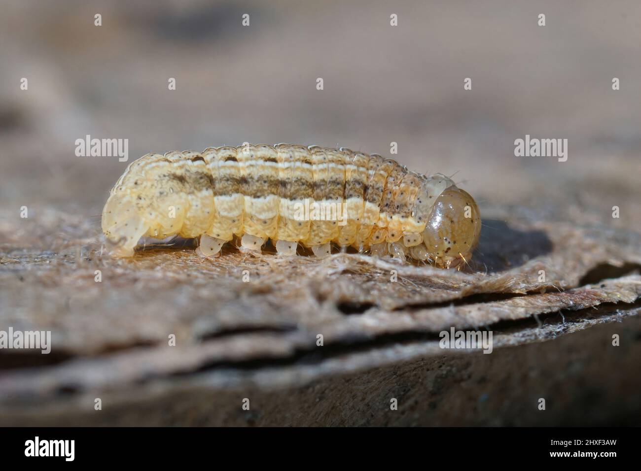 Closeup on the overwintering caterpillar of the Square-spot Rustic moth ...