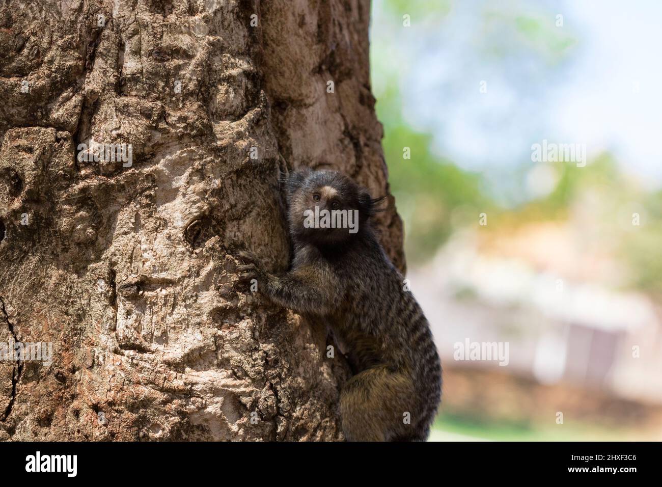 Callithrix - Very Common marmoset species in Brazil named "Sagui ...