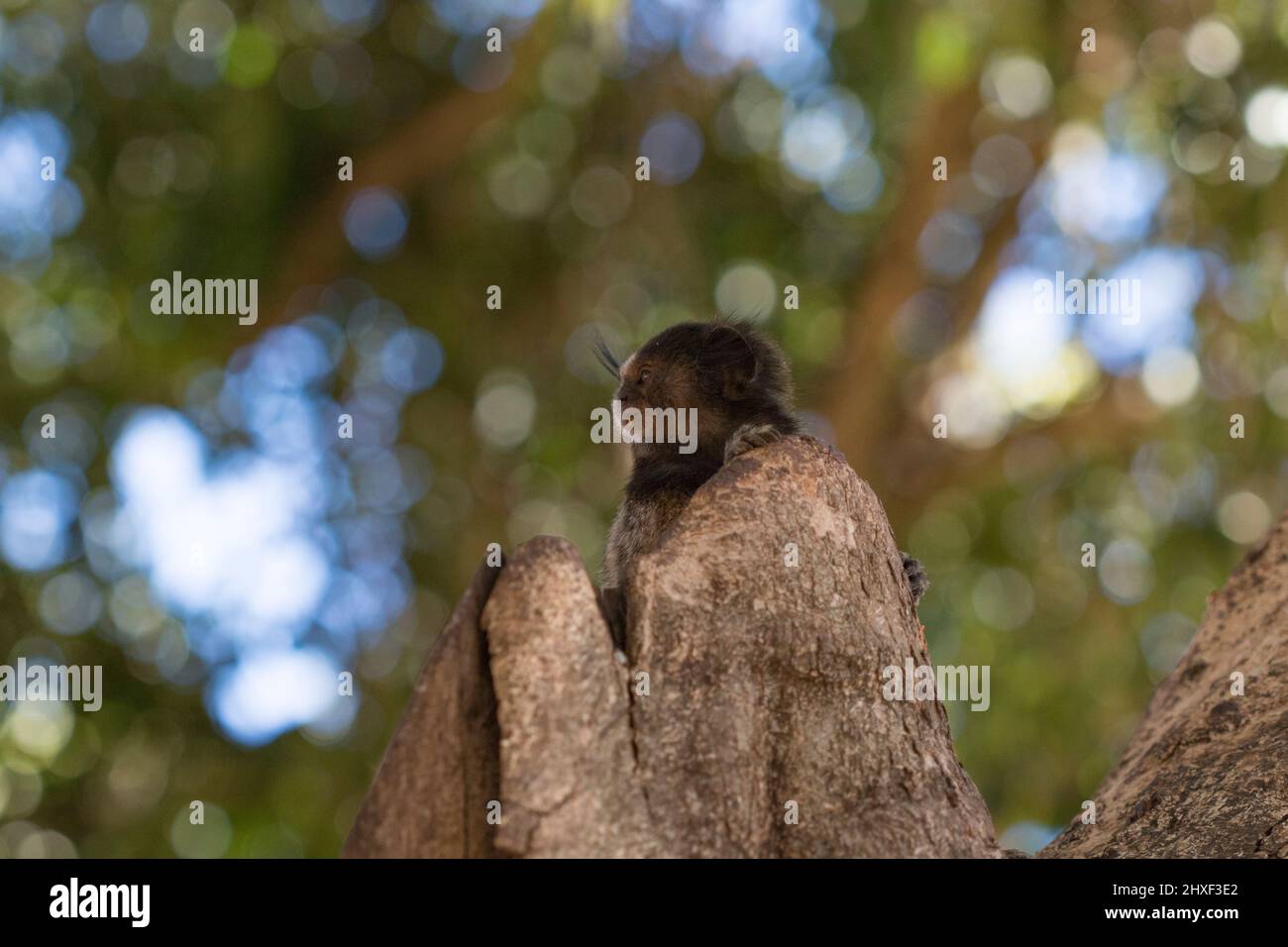 Callithrix - Very Common marmoset species in Brazil named "Sagui ...