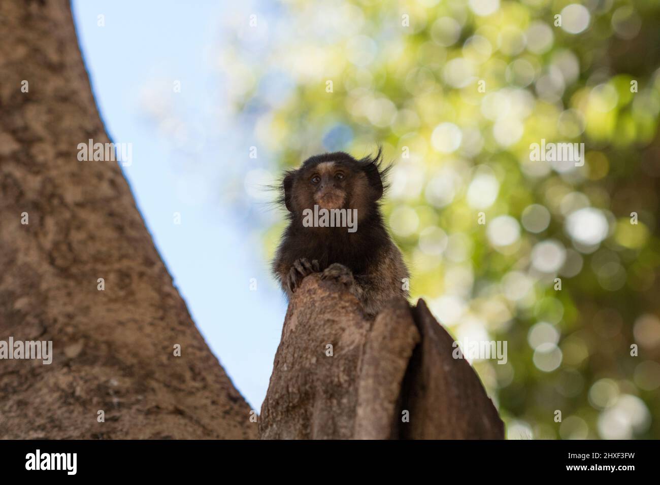 Callithrix - Very Common marmoset species in Brazil named "Sagui ...