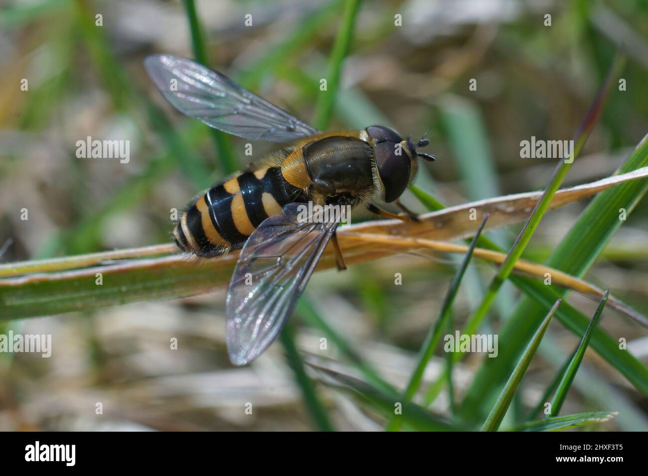 Detailed closeup on a fresh emerged Hiry -eyed syrphus, Syrphus torvus ...