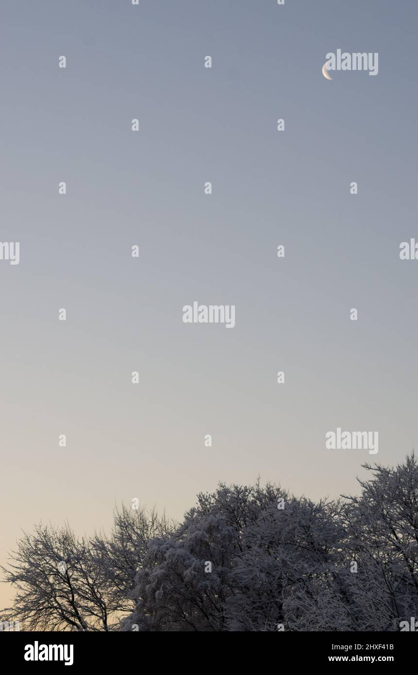 Crescent moon in a clear blue morning sky above snow covered treetops ...
