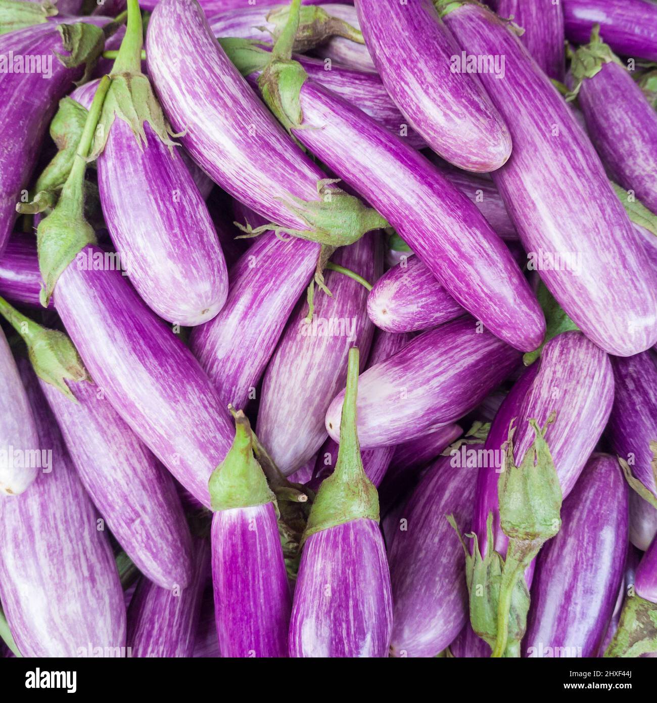 pile of eggplants or brinjal, vegetable background, closeup view taken ...