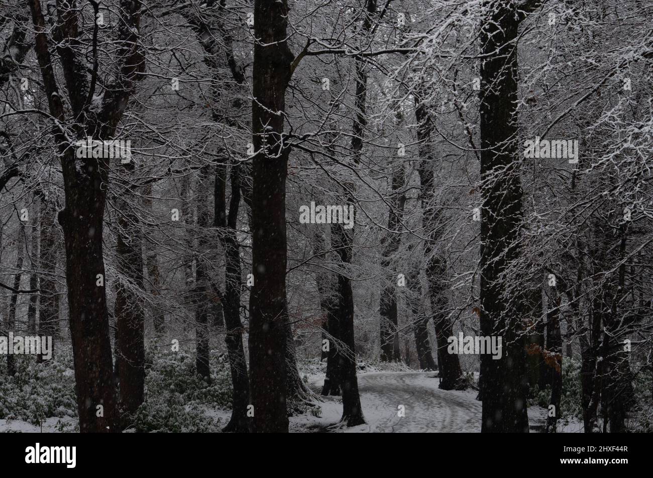 Snow covered trees Stock Photo - Alamy