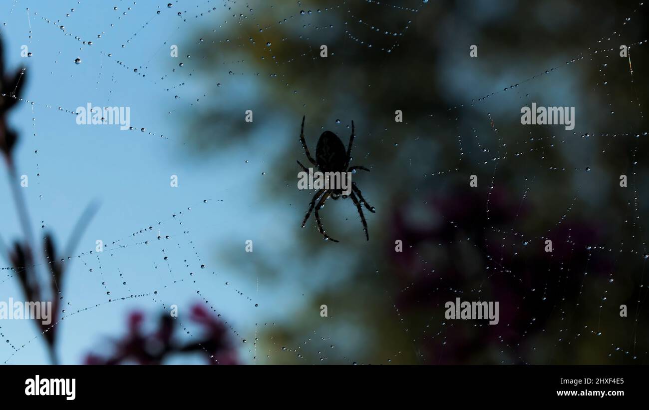 A small black spider in macro photography. Creative. The spider sits on ...